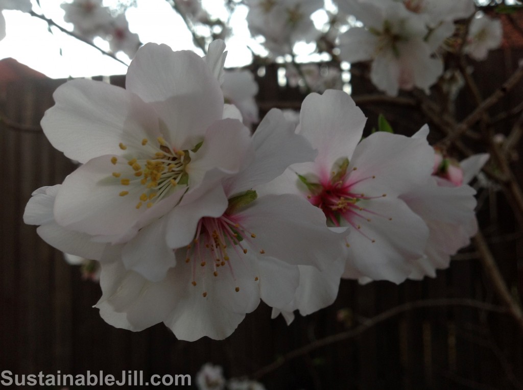 Attractive And Productive Spring Gardening - Sustainable ... Attractive And Productive Spring Gardening - Sustainable ...