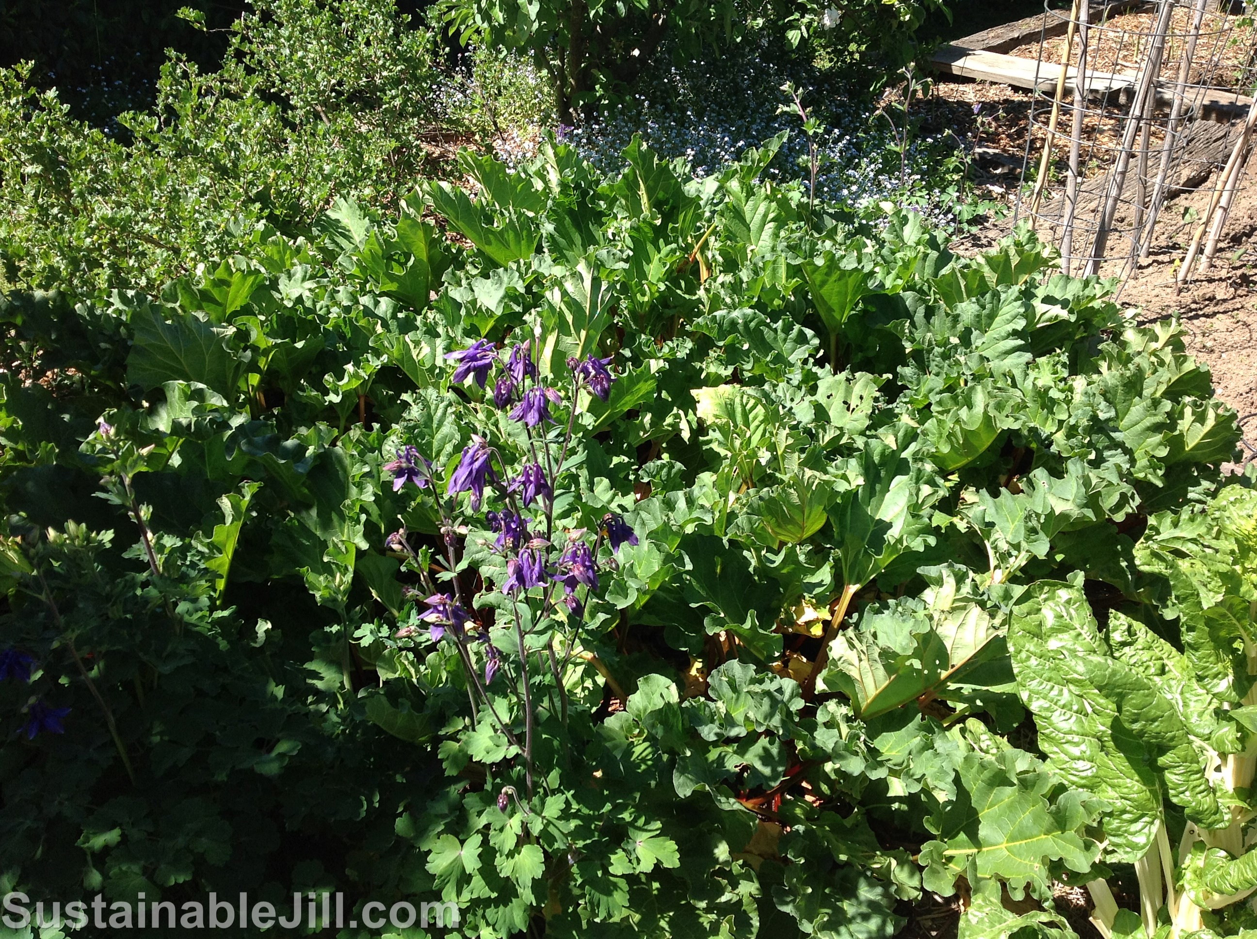 Attractive And Productive Spring Gardening - Sustainable ...